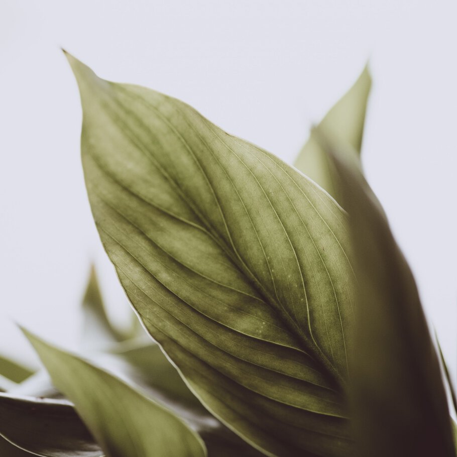 Management Team | WTS